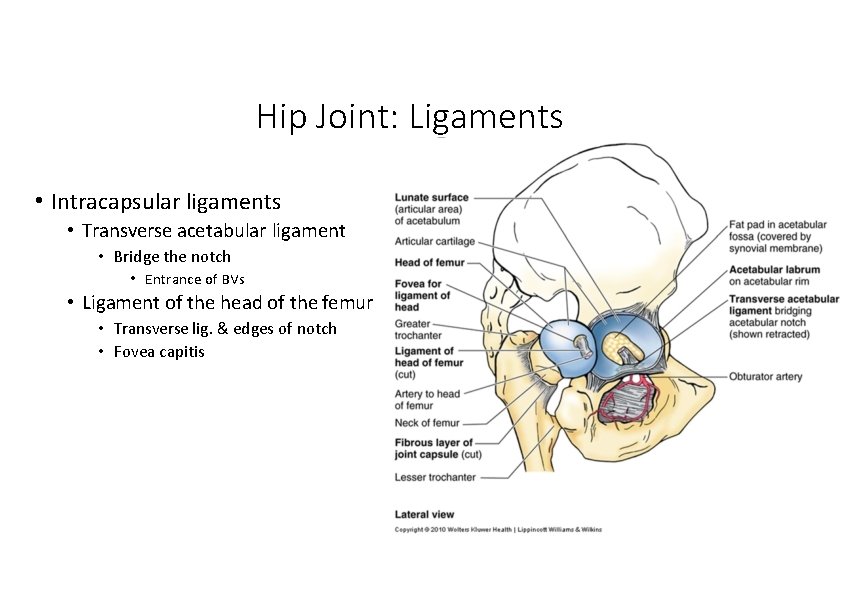 Joints of the Lower Limb I Lecture Objectives