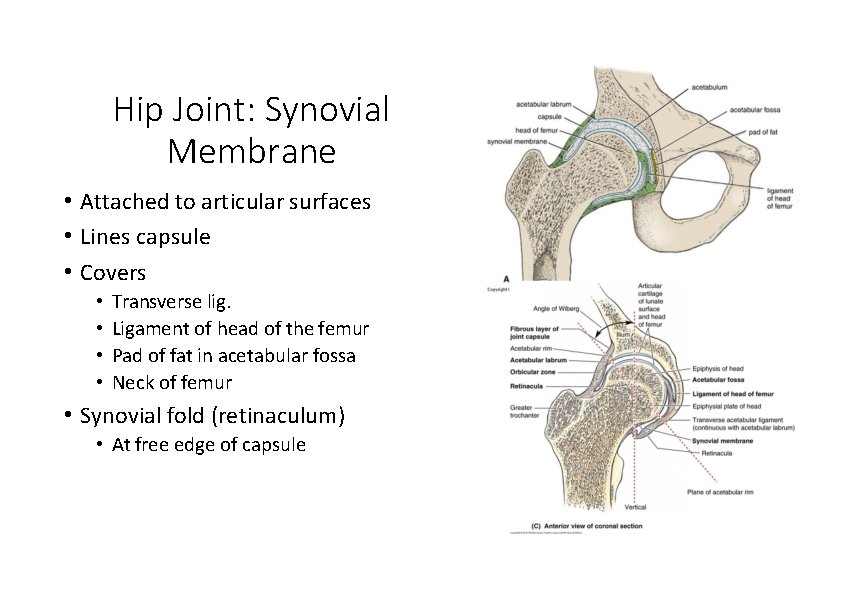 Joints of the Lower Limb I Lecture Objectives