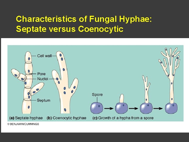 FUNGI Ms Dunishiya de Silva FUNGI Mycology u