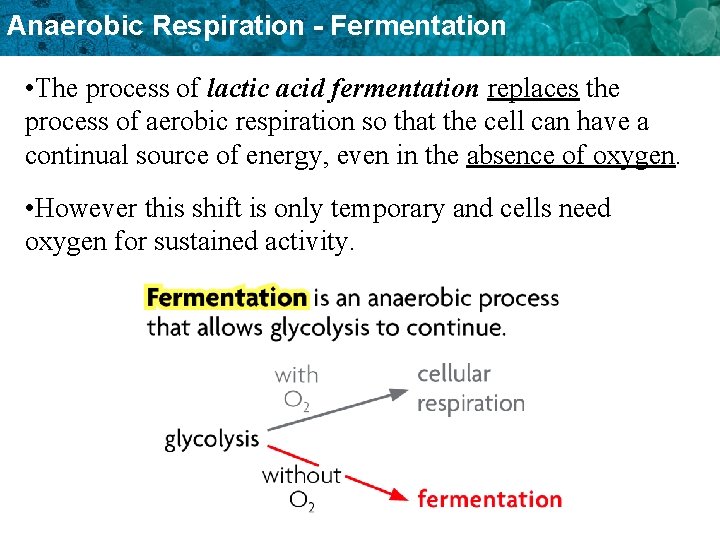 Anaerobic Respiration Fermentation KEY CONCEPT Fermentation allows the