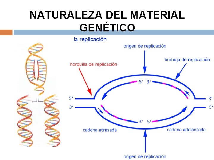 Gentica molecular y biotecnologa Bonifacio San Milln IES