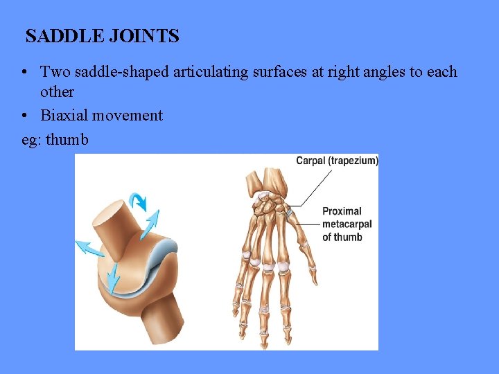 HUMAN ANATOMY LECTURE EIGHT ARTICULATIONS ARTICULATIONS or JOINTS