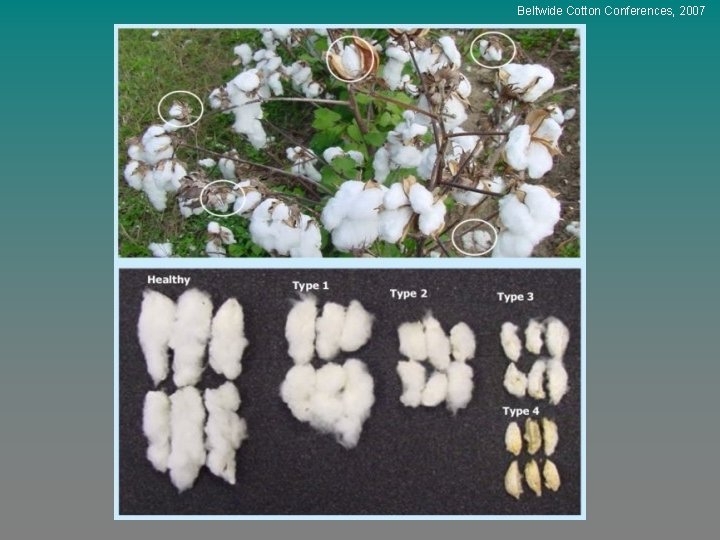 Beltwide Cotton Conferences 2007 Relationship Between Flower Visitors