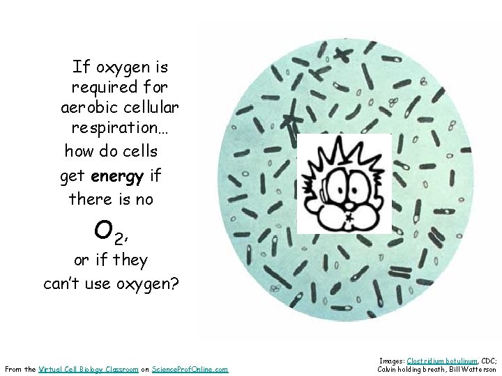 About Science Prof Online Power Point Resources Science