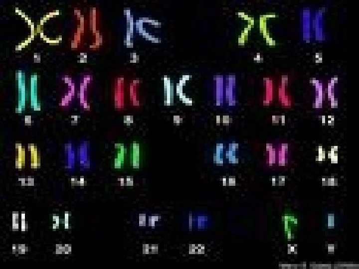 Unit 4 Genetics Section 11 4 MEIOSIS GENES