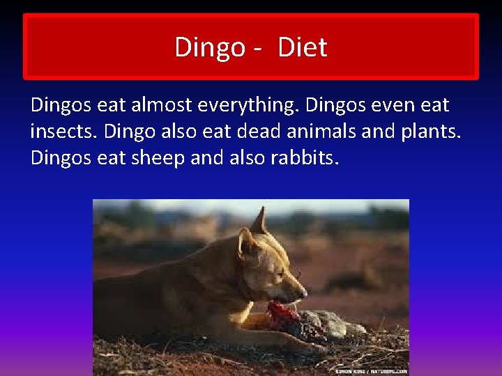 My Australian Animal Dingo By Noah and Jackson