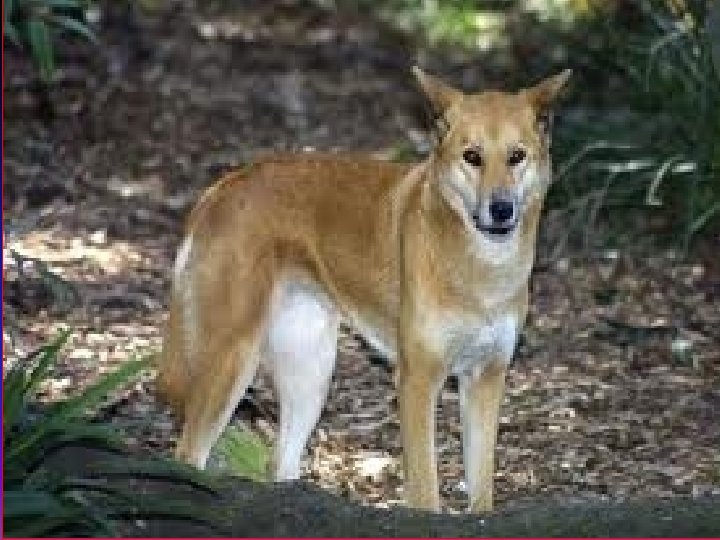 My Australian Animal Dingo By Noah and Jackson