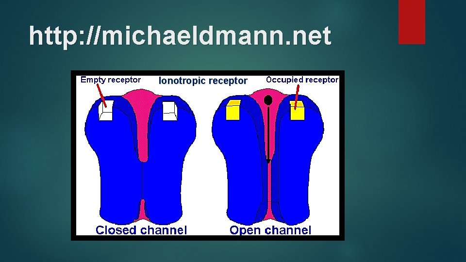Neurotransmitter receptors DOMINA PETRIC MD Ionotropic receptors I