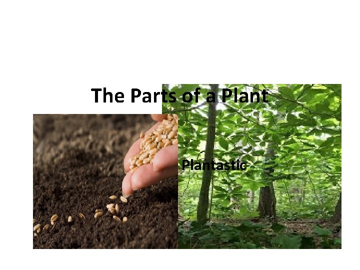 The Parts of a Plant By Plantastic TITLE
