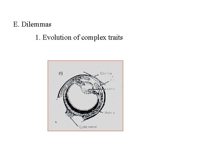 E Dilemmas 1 Evolution of complex traits E