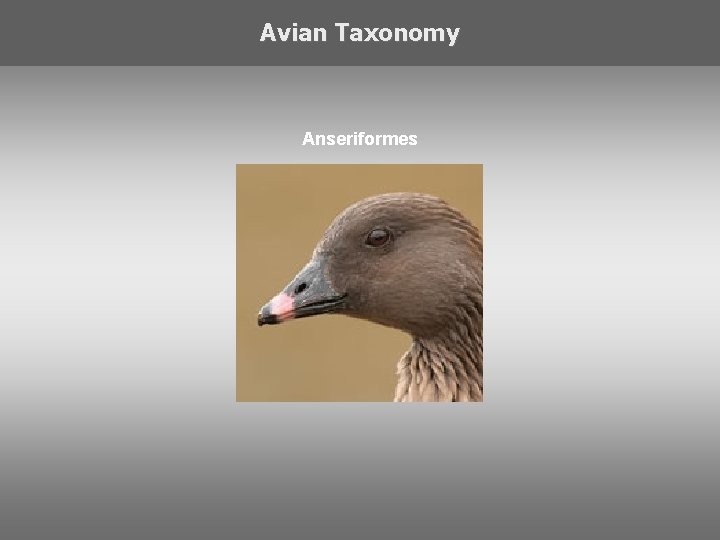 CHAPTER 1 Avian taxonomy Avian Taxonomy Birds as