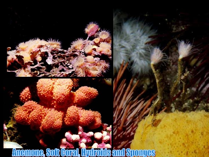 10 Make Links to Contiguous Ecosystems 1 Develop