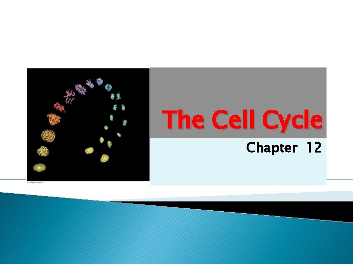 The Cell Cycle Chapter 12 The Key Roles
