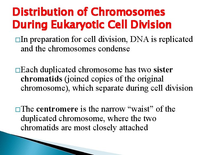 The Cell Cycle Chapter 12 The Key Roles