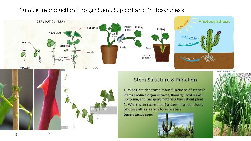 Herbs Shrubs Trees Climbers and Creepers Plants can