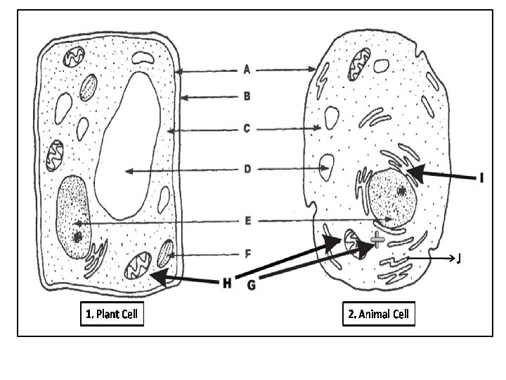 Unit 2 Evolution Lesson 1 Genetic Change and