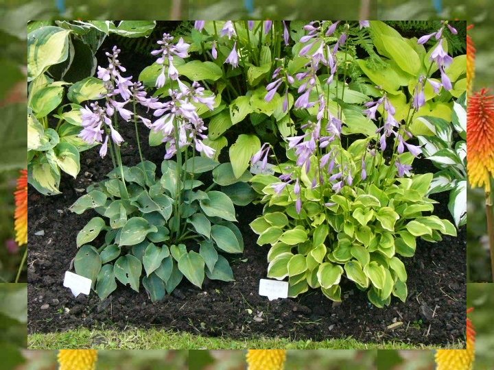 Cvearstvo vebe Hosta spp syn Funkia Fam Liliaceae