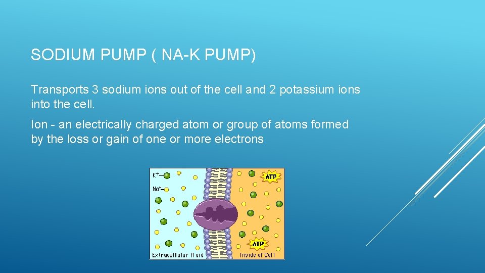 FORMS OF CELL TRANSPORT Active Transport and Passive