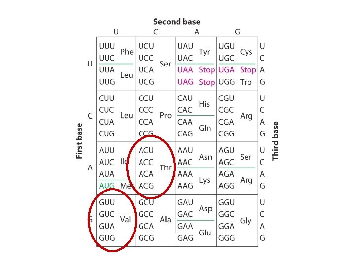 Genetic Code The genetic code consists of triplets