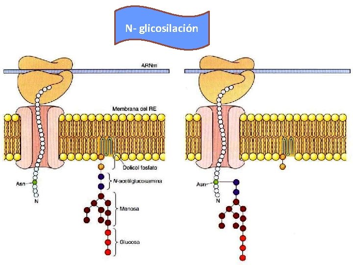 SINTESIS DE PROTEINAS Dra Mary Dominguez Acidos nucleicos