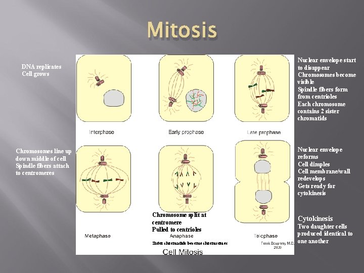 MITOSIS AND MEIOSIS Mitosis Nuclear envelope start to