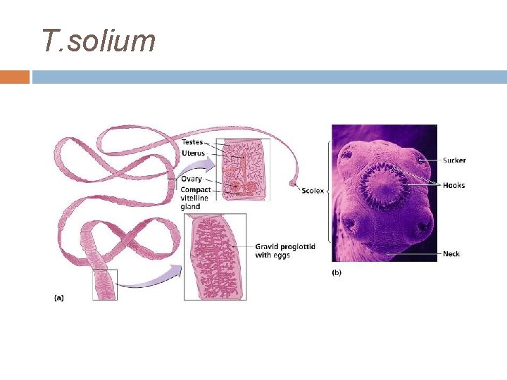 HELMINTHS Lab 11 A L Lamieaa Gh Fajir