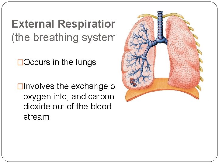 Respiratory System Internal Respiration Occurs in all body