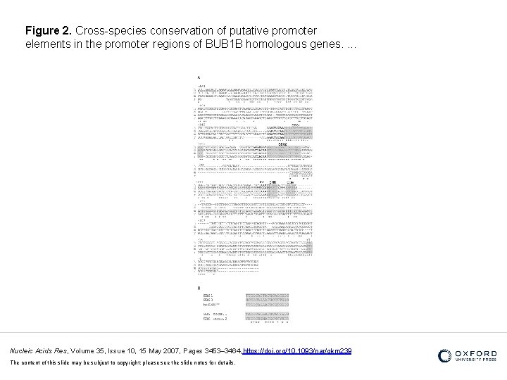 Figure 1 Identification of the human BUB 1