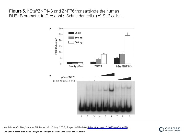 Figure 1 Identification of the human BUB 1