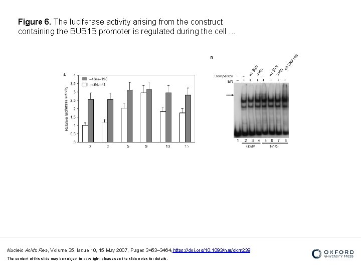 Figure 1 Identification of the human BUB 1