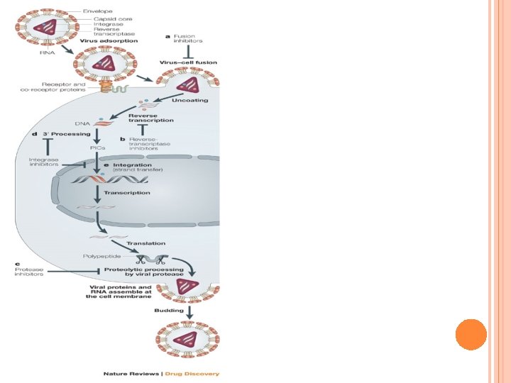 VIRAL ORIGIN WHAT ARE VIRUSES Viruses are acellular