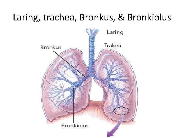 BRONKITIS Oleh dr Irma Susanti Anatomi fisiologi pernafasan