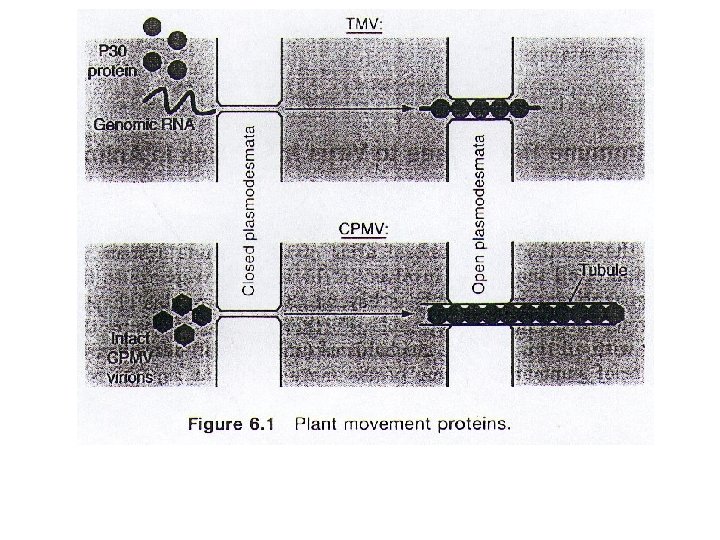 Tobacco mosaic virus Plant Virus Infections Local lesions