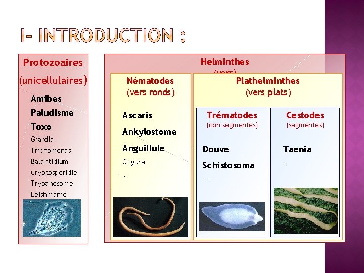 Dr Amiour I introduction II Amibes parasites Amoebose
