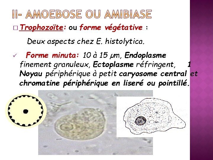 Dr Amiour I introduction II Amibes parasites Amoebose