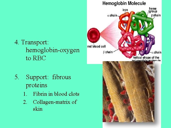 Proteins What are proteins Chain of molecules of