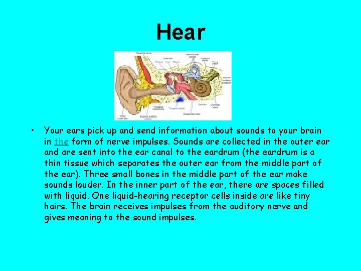 The Five Senses 1 2 3 There are