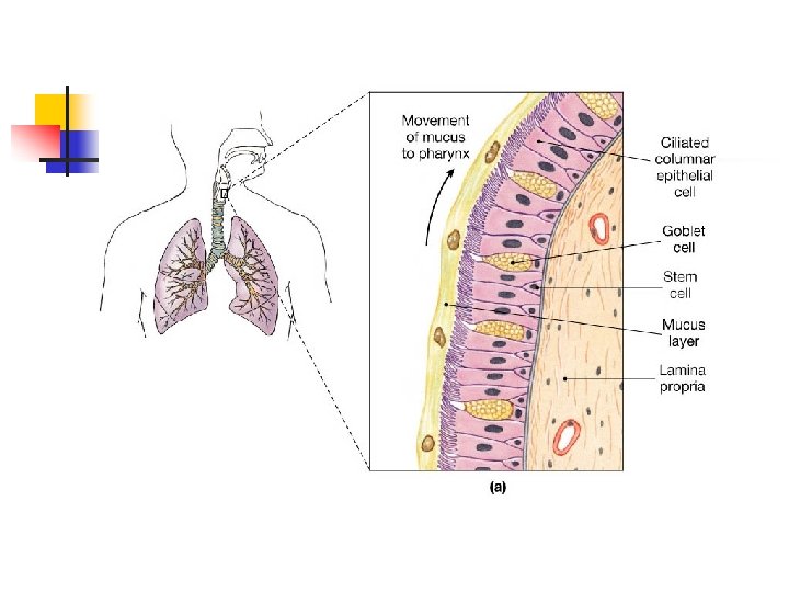 Anatomy of Respiratory System EX 36 Organization and