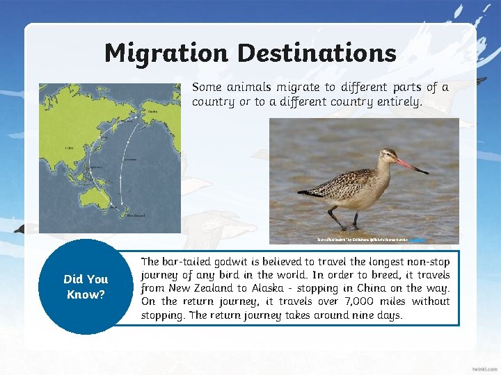What Is Migration Many mammals birds fish insects