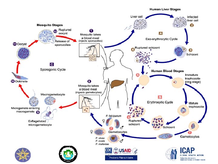 Module 1 Overview of Malaria 1 Learning Objectives
