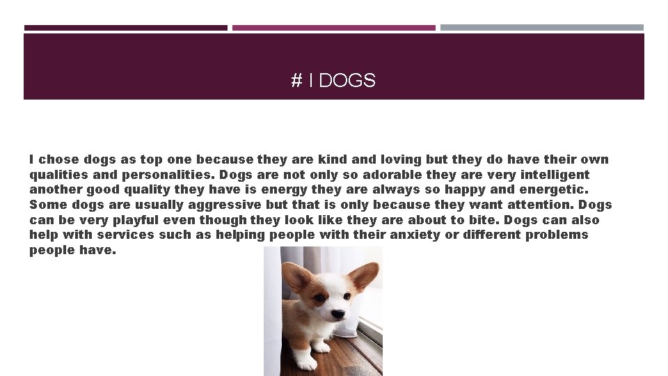 TOP 5 BEST ANIMALS BY DAYANARA ANIMALS Animals