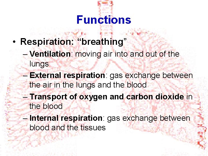 The Respiratory System Functions Respiration breathing Ventilation moving