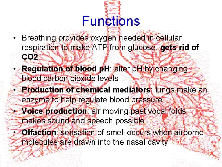 The Respiratory System Functions Respiration breathing Ventilation moving