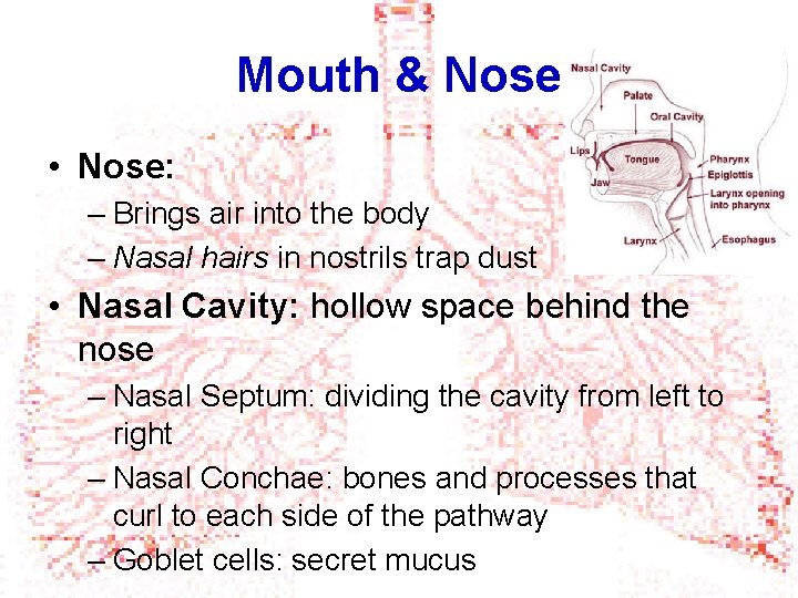 The Respiratory System Functions Respiration breathing Ventilation moving