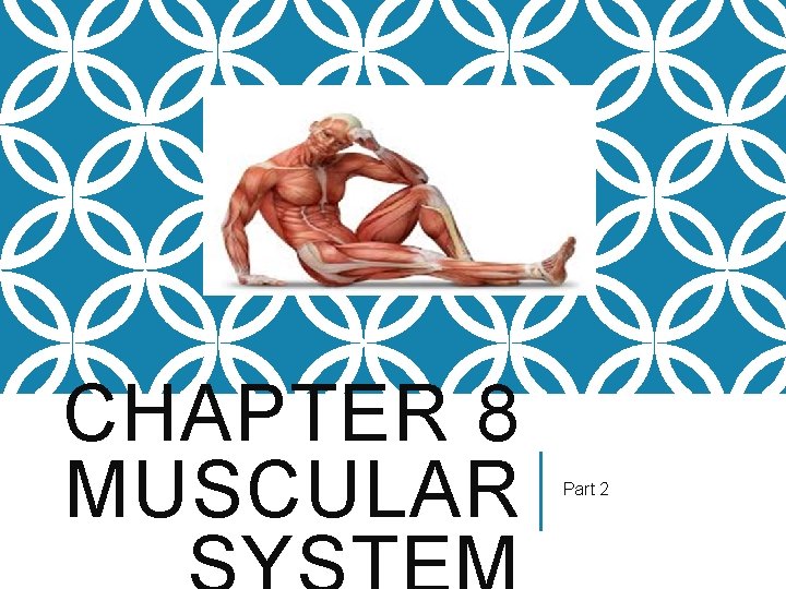CHAPTER 8 MUSCULAR Part 2 The Muscular System