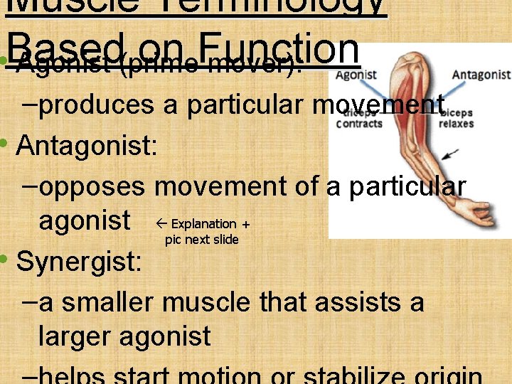 CHAPTER 8 MUSCULAR Part 2 The Muscular System