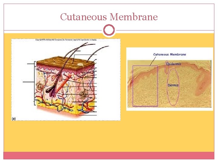 Body Membranes LEARNING OUTCOME A 3 A 3