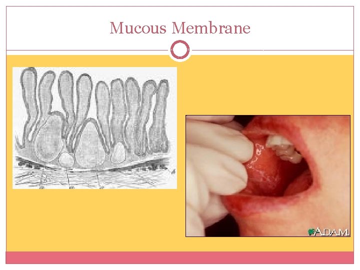 Body Membranes LEARNING OUTCOME A 3 A 3
