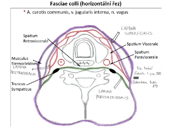 SCHMATA 1 SEMESTR Fossa pterygopalatina porus acusticus internus