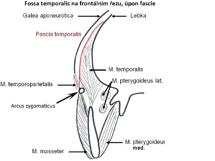 SCHMATA 1 SEMESTR Fossa pterygopalatina porus acusticus internus